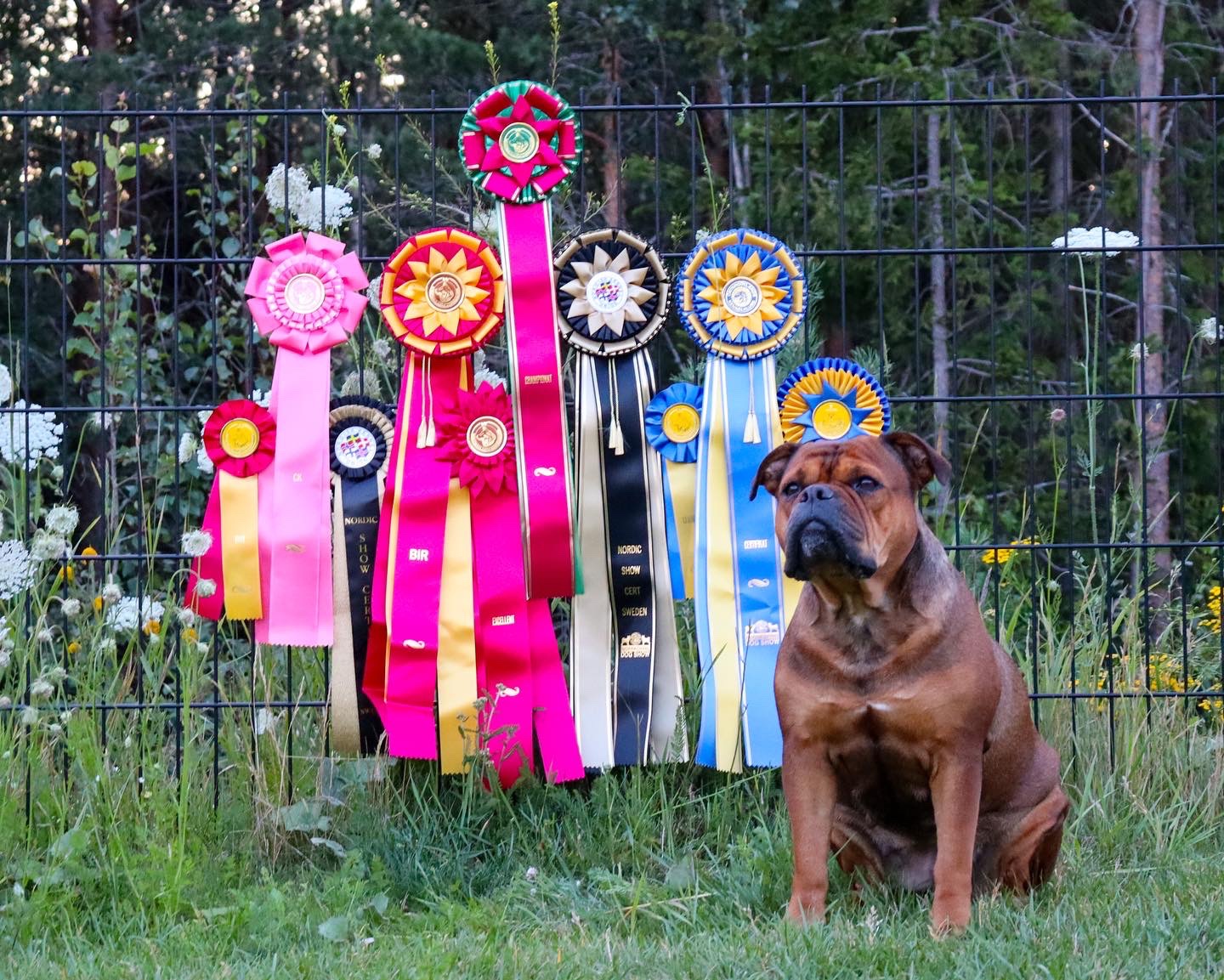 Ny Svensk Champion - Nordic Canine